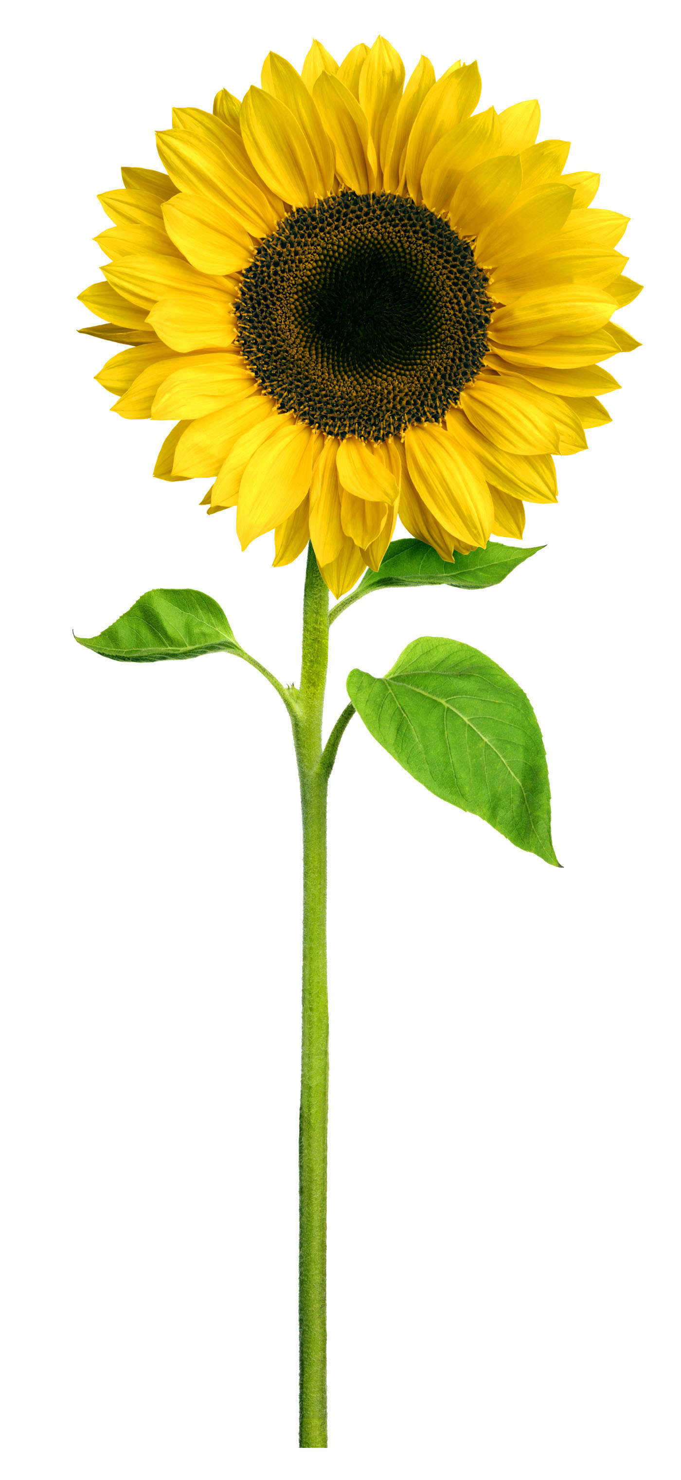 single-stalk-sunflower-project-xoxo-2014