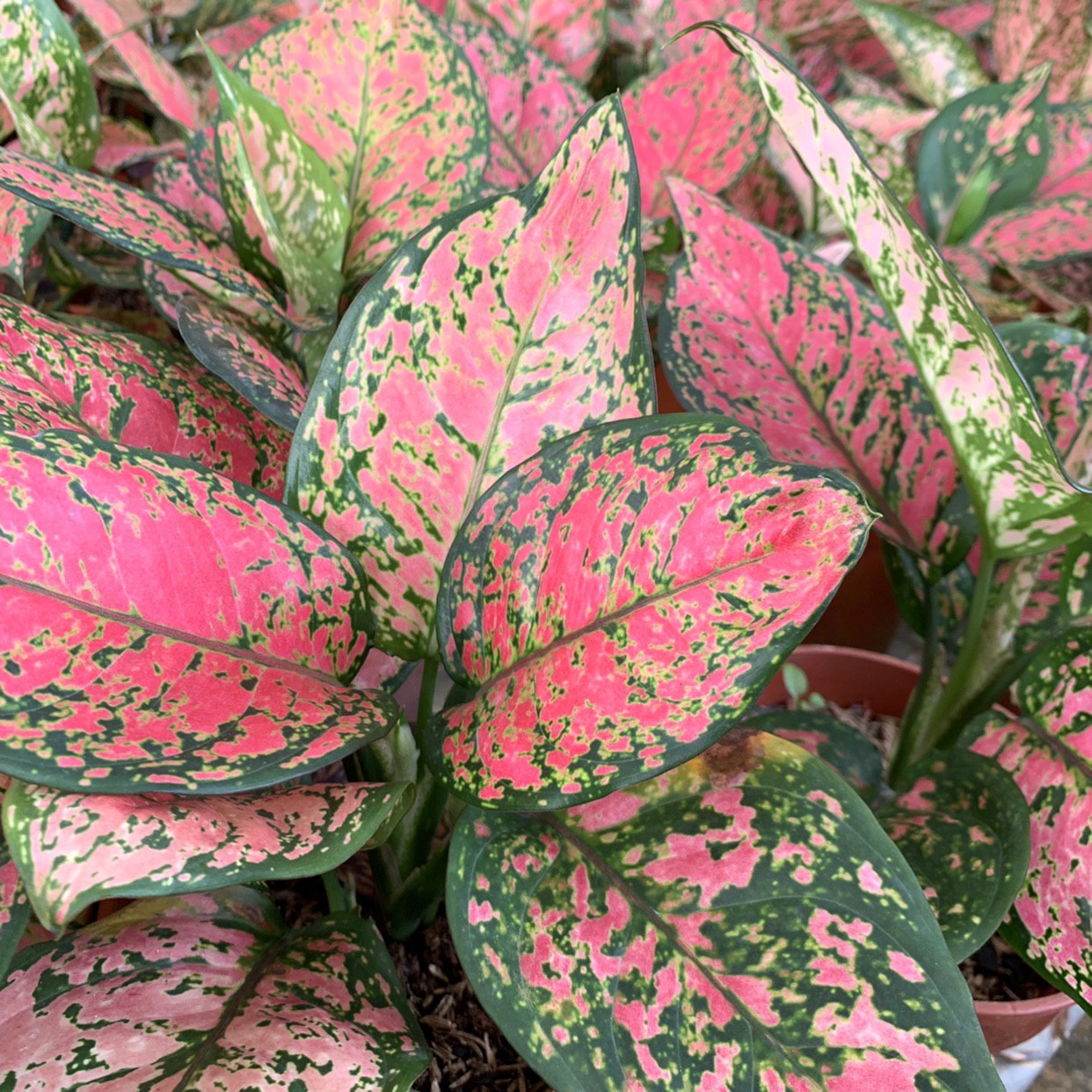 Аглаонема Сорта С Фото И Названиями – Telegraph