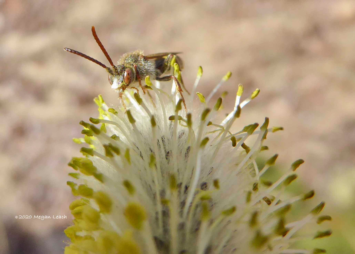 Nomada - Nomad Cuckoo Bees