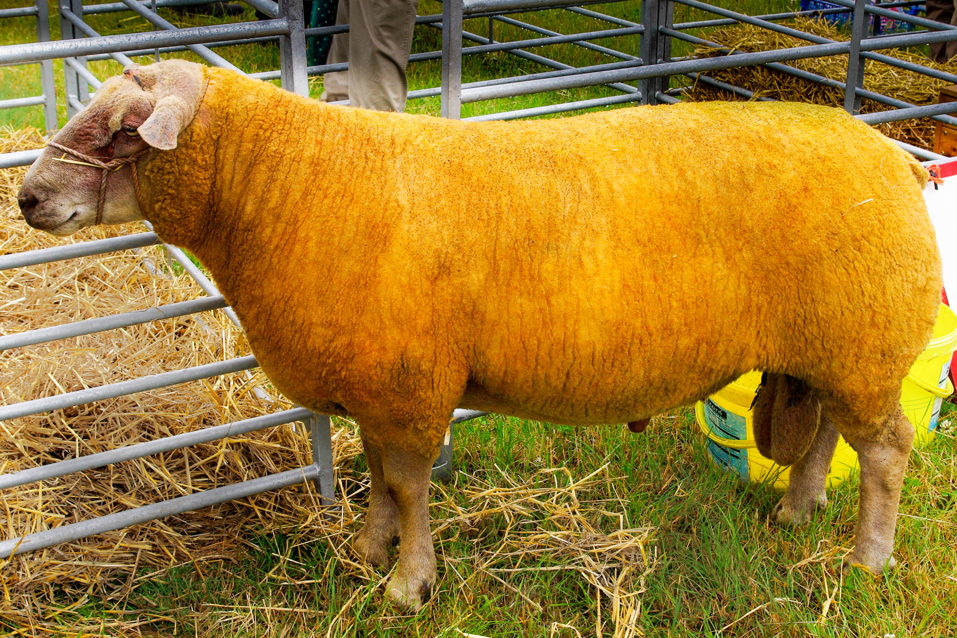 Mileburne Charollais Ltd Charollais Sheep Boxed Meat Derbyshire mileburne-charollais-ltd-charollais-sheep-boxed-meat-derbyshire