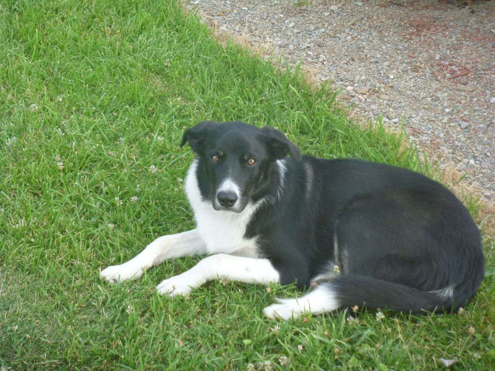 Ira Ira Is 7months Old And Has Began Agility Classes And Is 1 In His ira-ira-is-7months-old-and-has-began-agility-classes-and-is-1-in-his