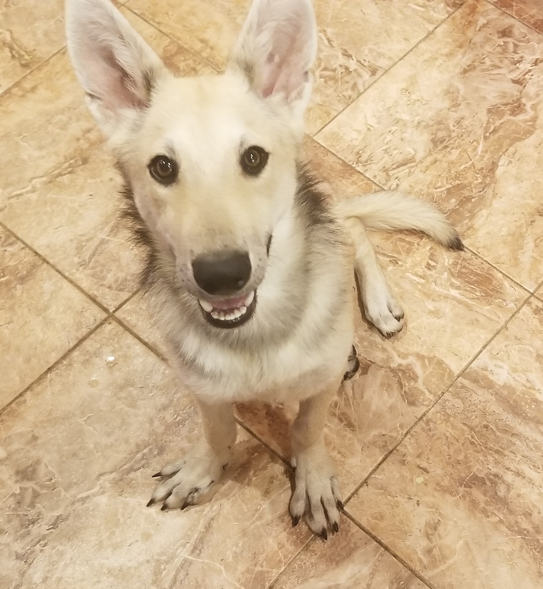 Adoptable Pets | ABC Animal Rescue