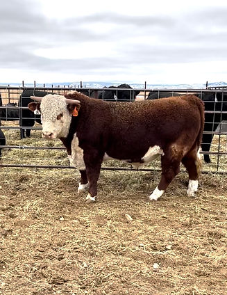 Offerings | Ward Livestock