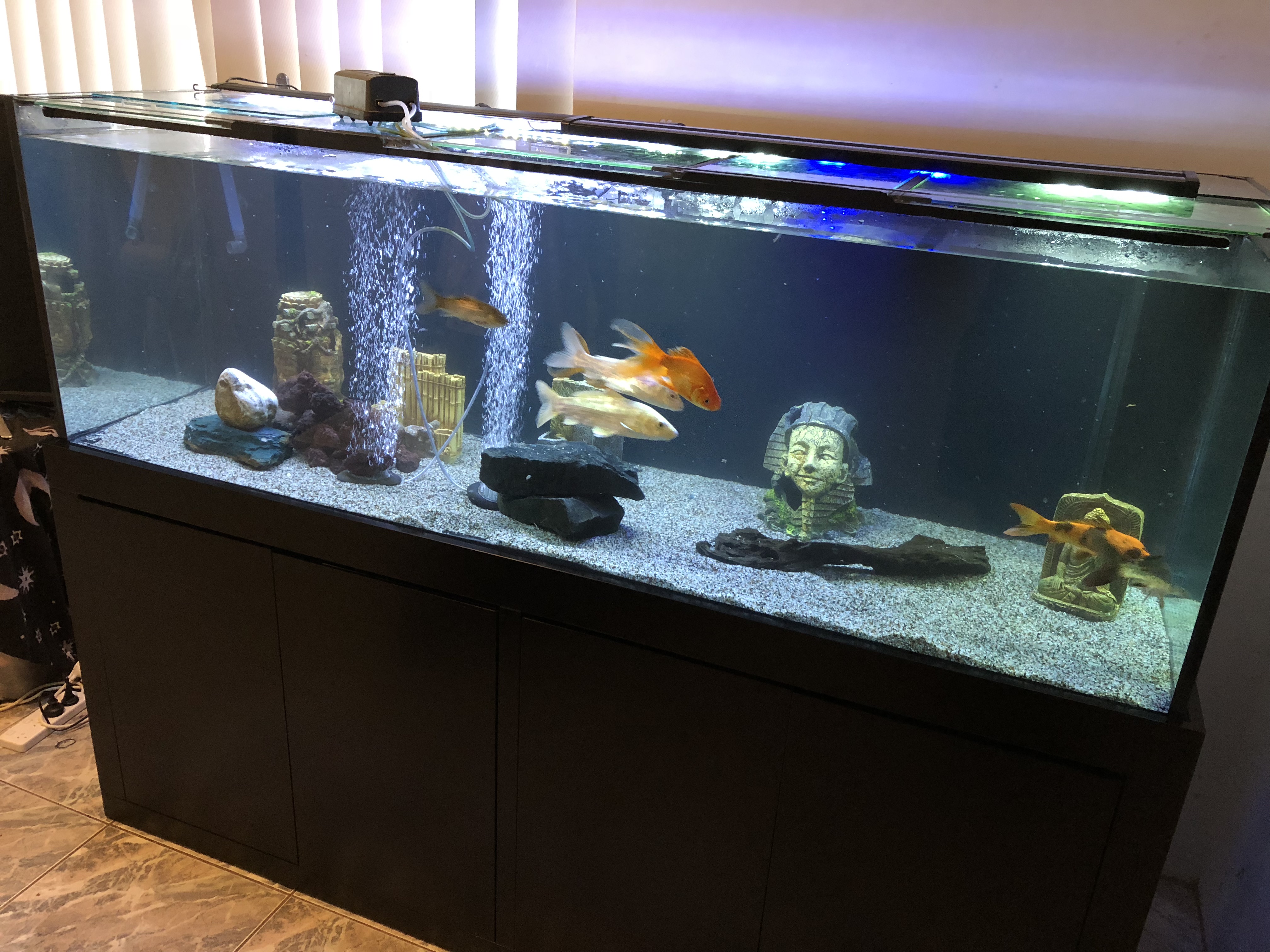 Aquarium Cleaning | Melbourne VIC | Clearview Aquarium Services