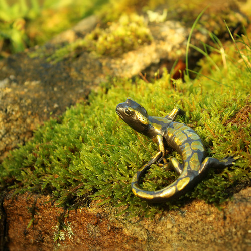 salamander gift card | geckoman