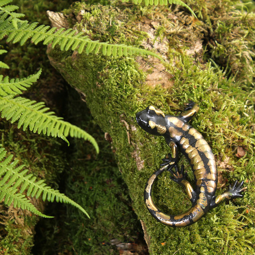 salamander gift card | geckoman