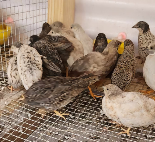 Chinese Button Quail -Adult Roosters | Twistin L Quail