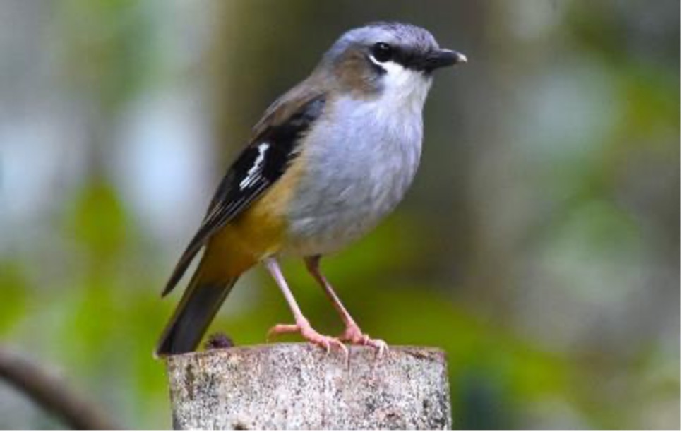 AUSTRALIAN ROBINS IN NORTHERN QUEENSLAND