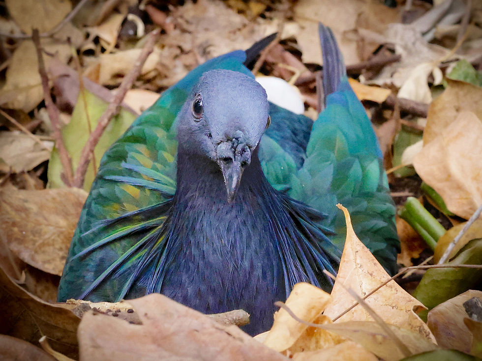 Finding Nico: my quest for Nico, the Nicobar Pigeon