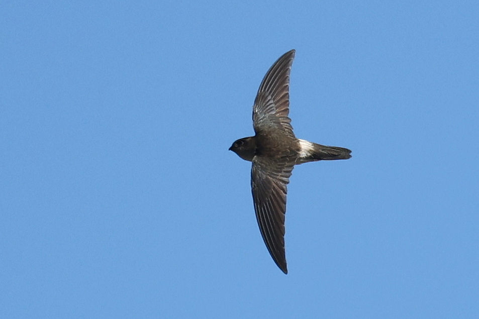 Recent Saturday and Sunday morning visits to East Trinity, Cairns
