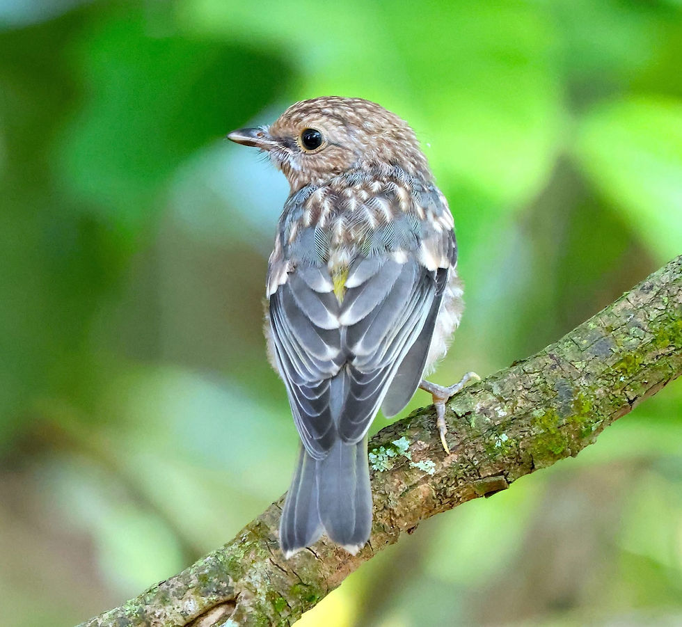 Hasties Swamp monthly bird survey: November 2025