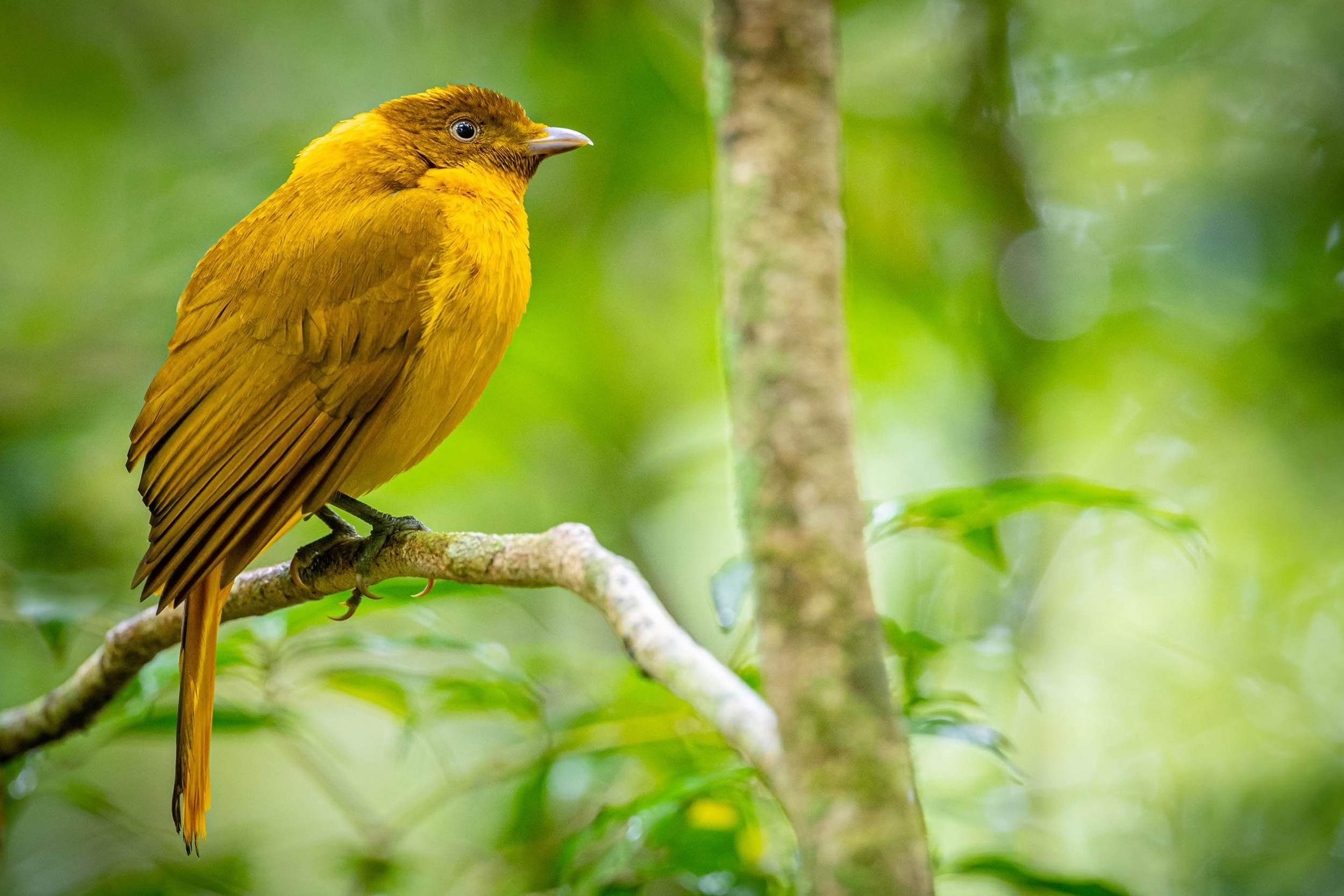 Conservation & Birding | BirdLife Northern Queensland