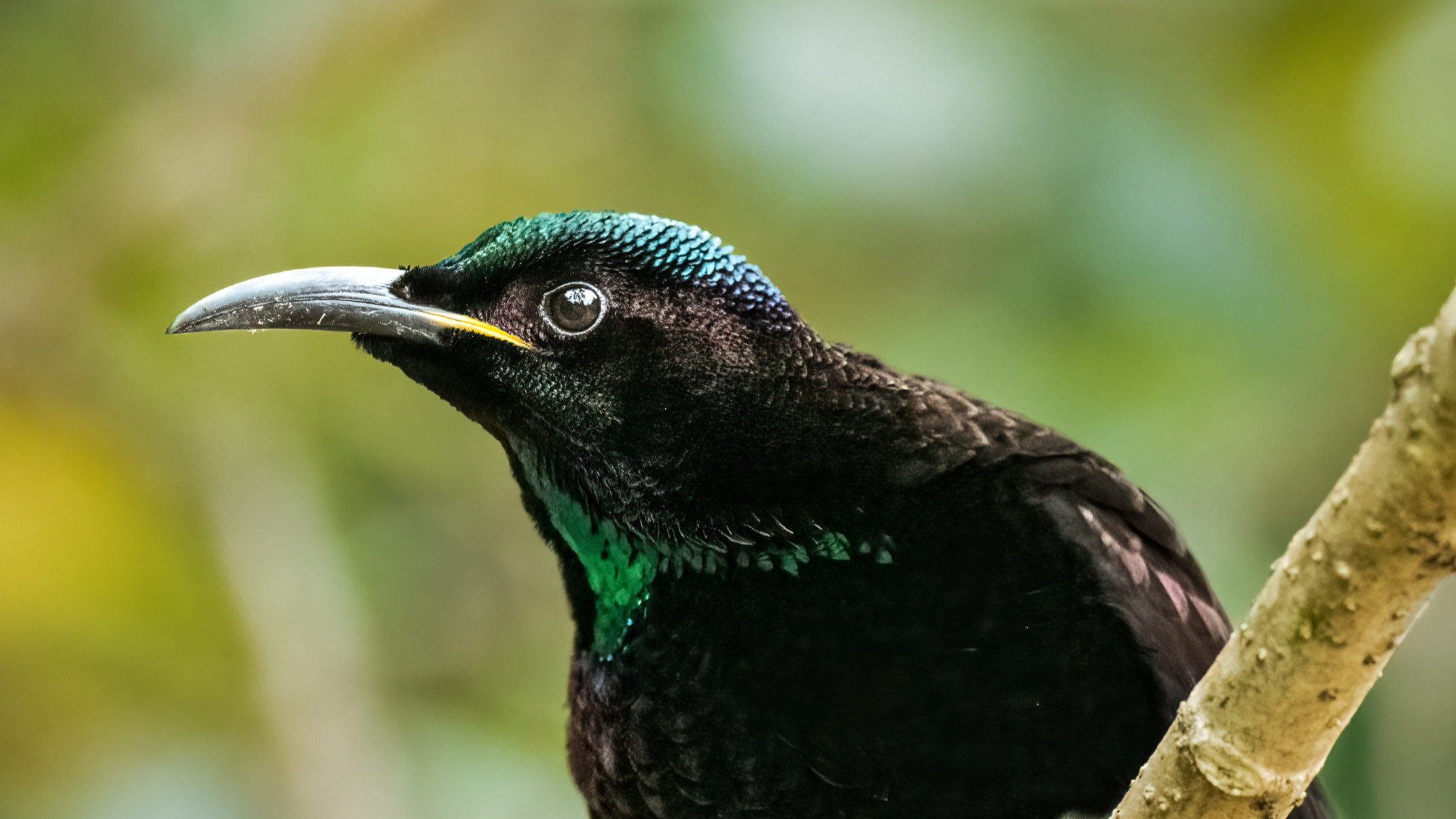 Birds With Altitude Project | BirdLife Northern Queensland
