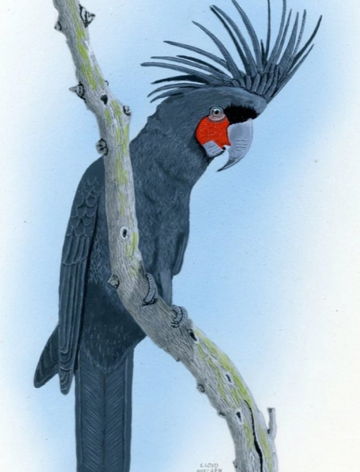 Vale Lloyd Nielsen, OAM