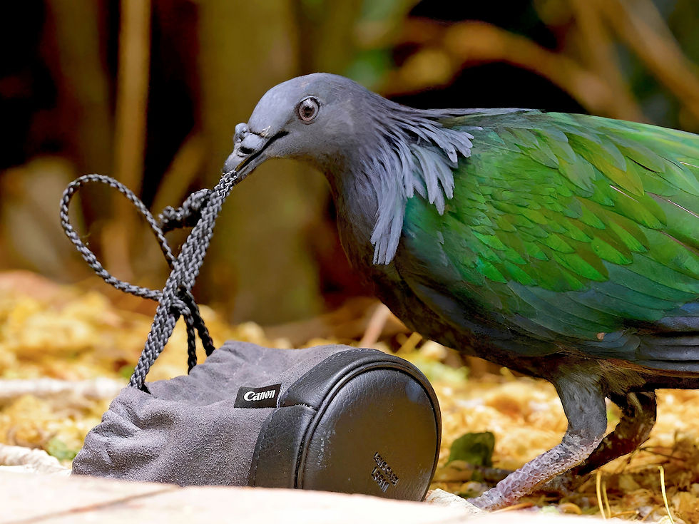 Finding Nico: my quest for Nico, the Nicobar Pigeon