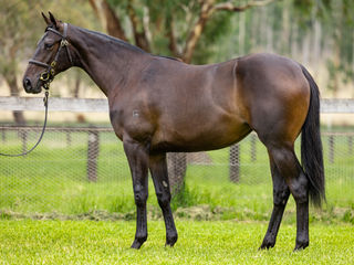 Ownership | Liam Howley Racing