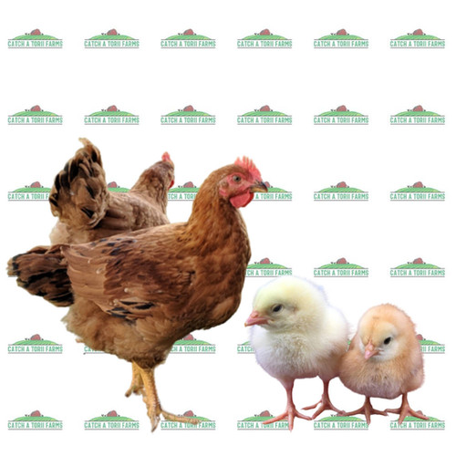 Red Broiler | Catch a Torii Farms