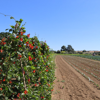 Farm Shop | Vegetable Matters | Ebrington