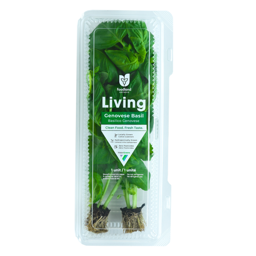 Living Genovese Basil | Vision Greens