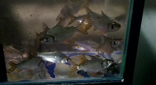 Sapoara Grande | Peces de Oriente - O