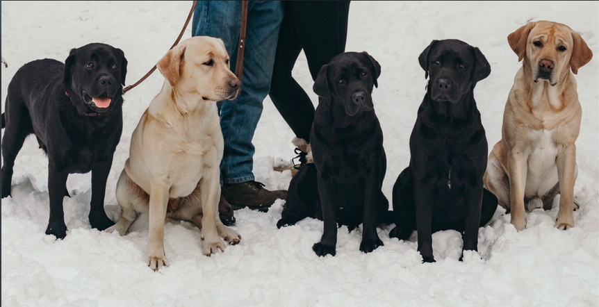 English Labrador Retriever | Pure Heaven Labs