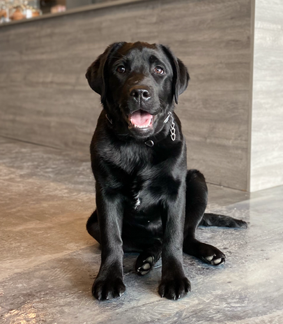 English Labrador Retriever | Pure Heaven Labs
