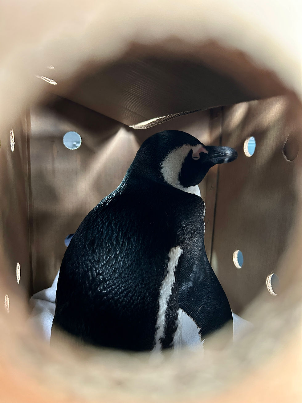 The African Penguin Conservation Crisis: Protecting our Marine Heritage