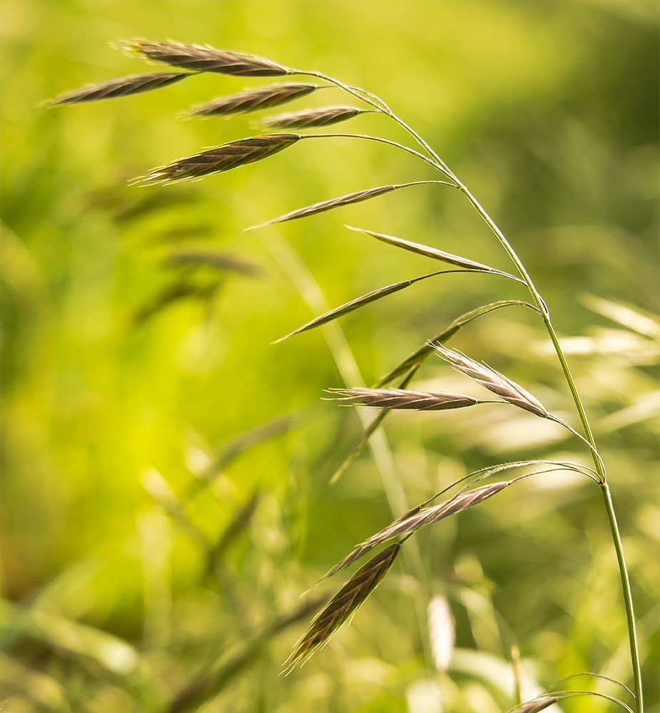 Cool Season Grasses