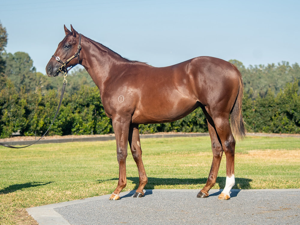 Inglis Easter Yearling Sale Preview