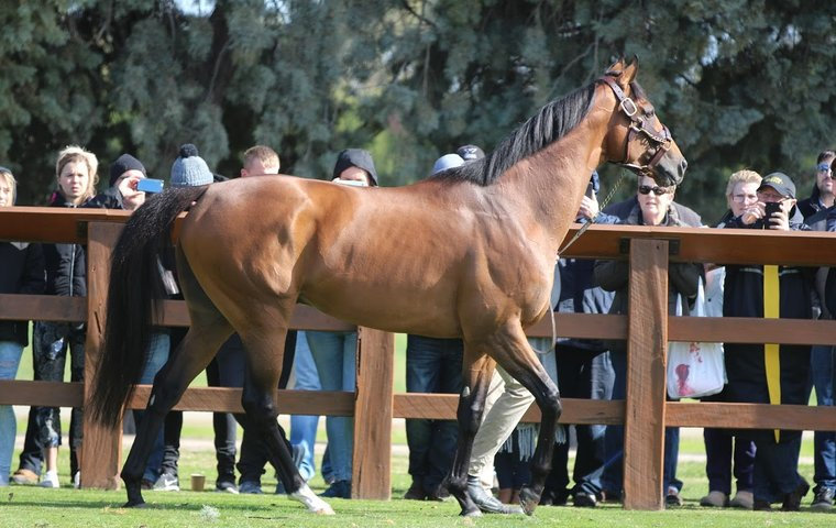 2023 Victorian Stallion Parades