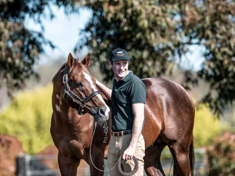 Victorian Stallion Parades | TB Breeders Victoria