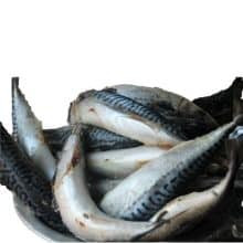 Fish Titus Mackerel | Africanfoodembassy