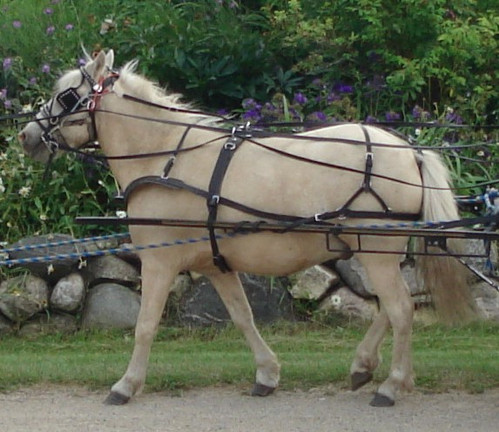 #600MG Mini Single Graimond Pleasure Driving Harness | TnT Harness