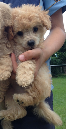 Previous Puppies | chicken-hatching-2-u