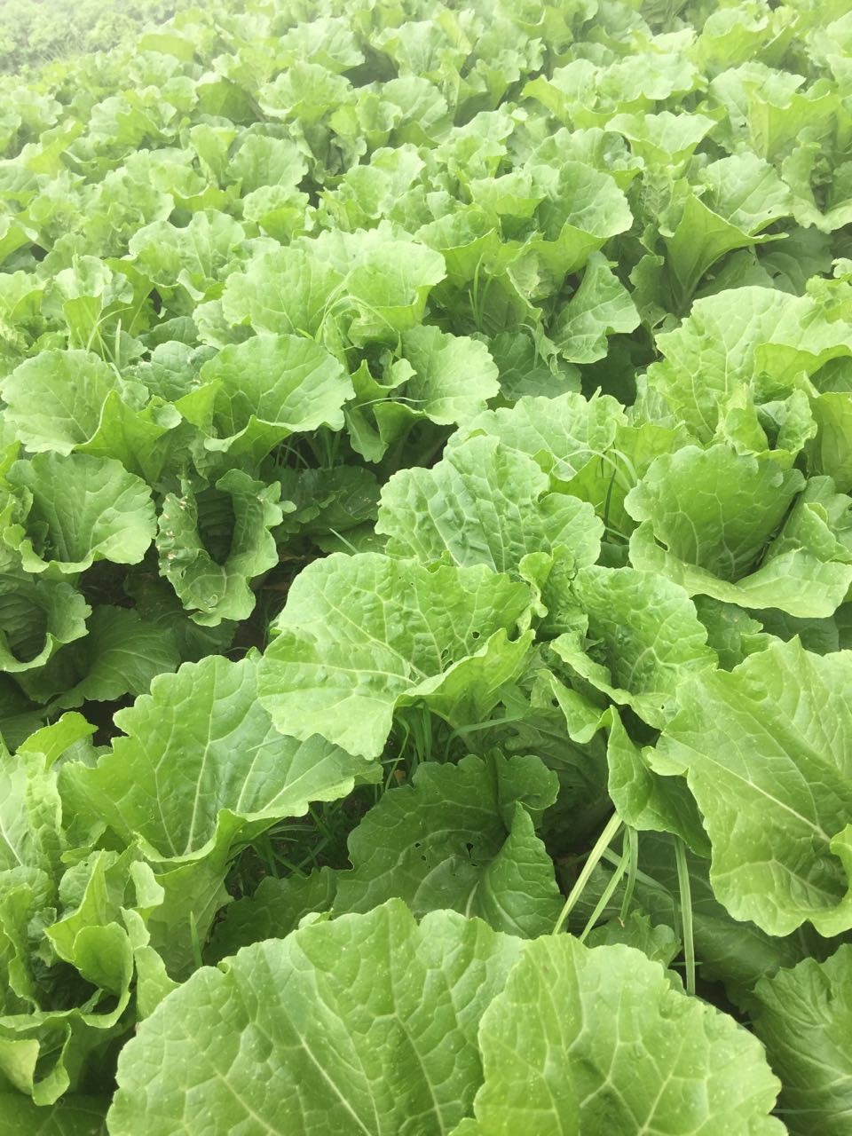 Vegetables Seeds | Agrinova Co | United States