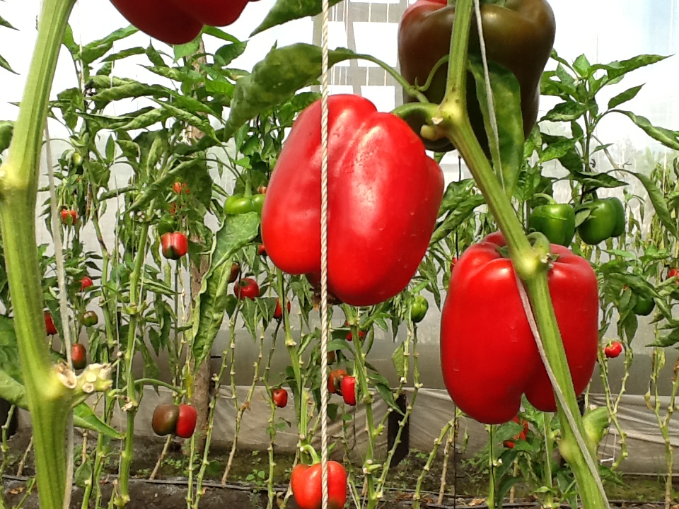 Vegetables Seeds | Agrinova Co | United States