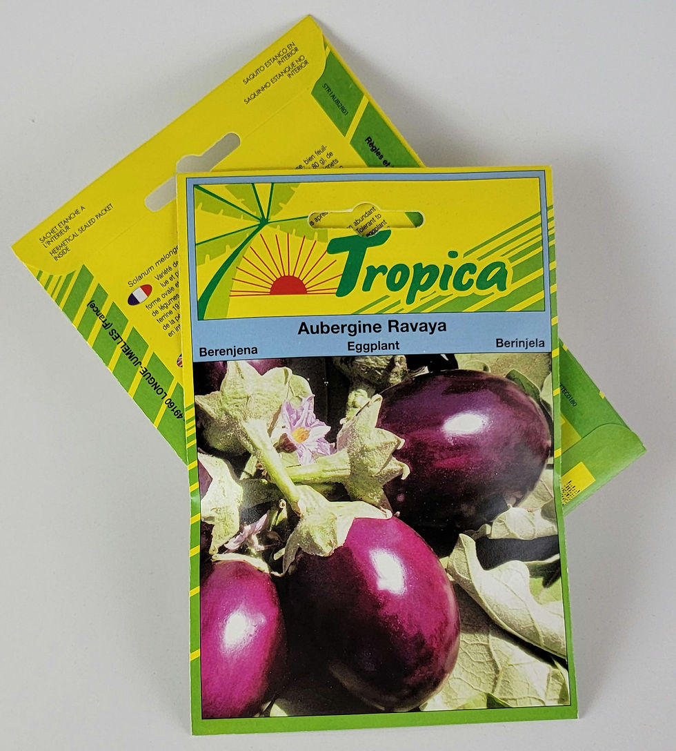 Eggplant Ravaya | Agrinova Seeds