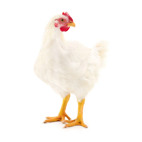 Pollo Vivo | Nutrypollo