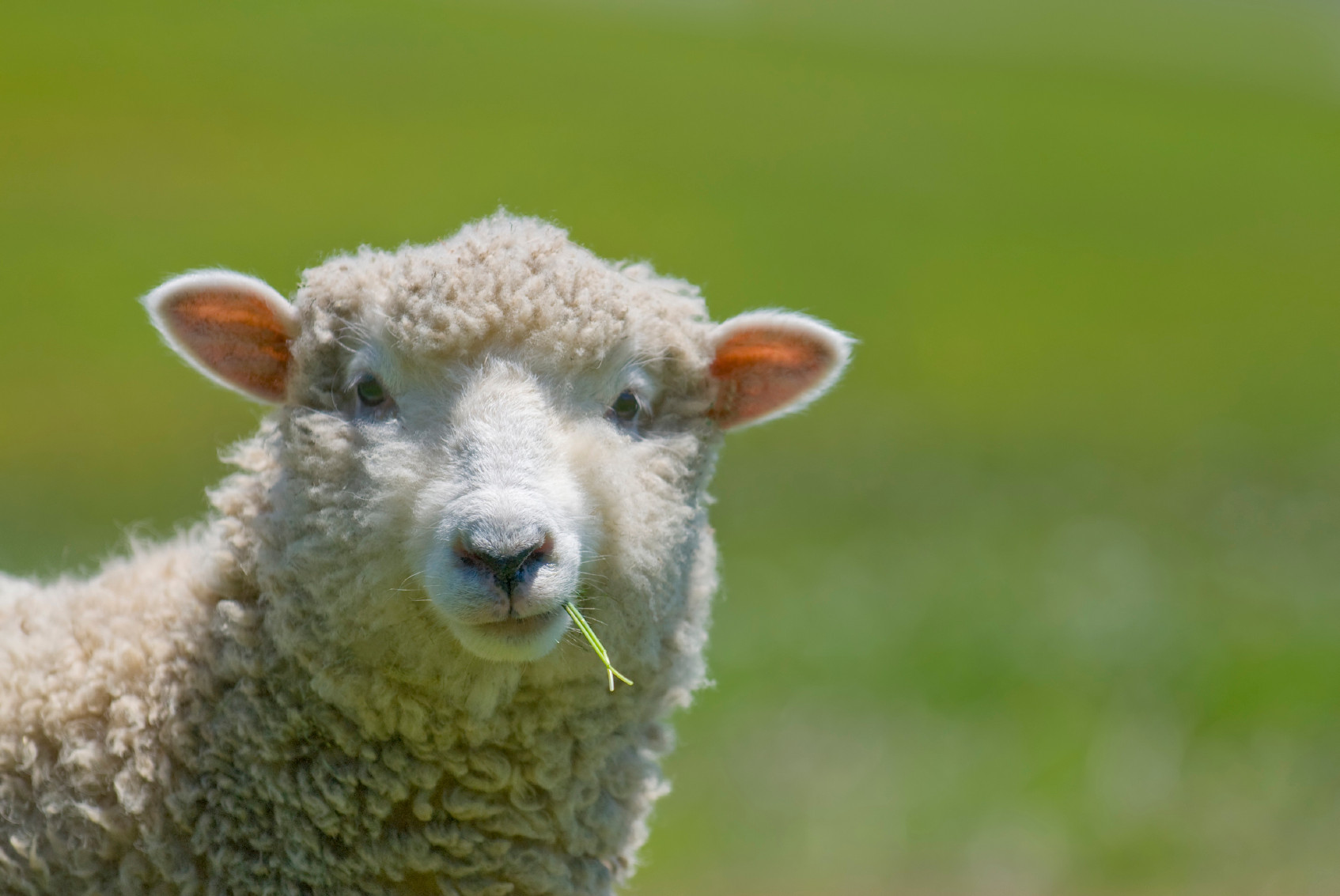 Clermont, Annual Sheep & Wool Showcase