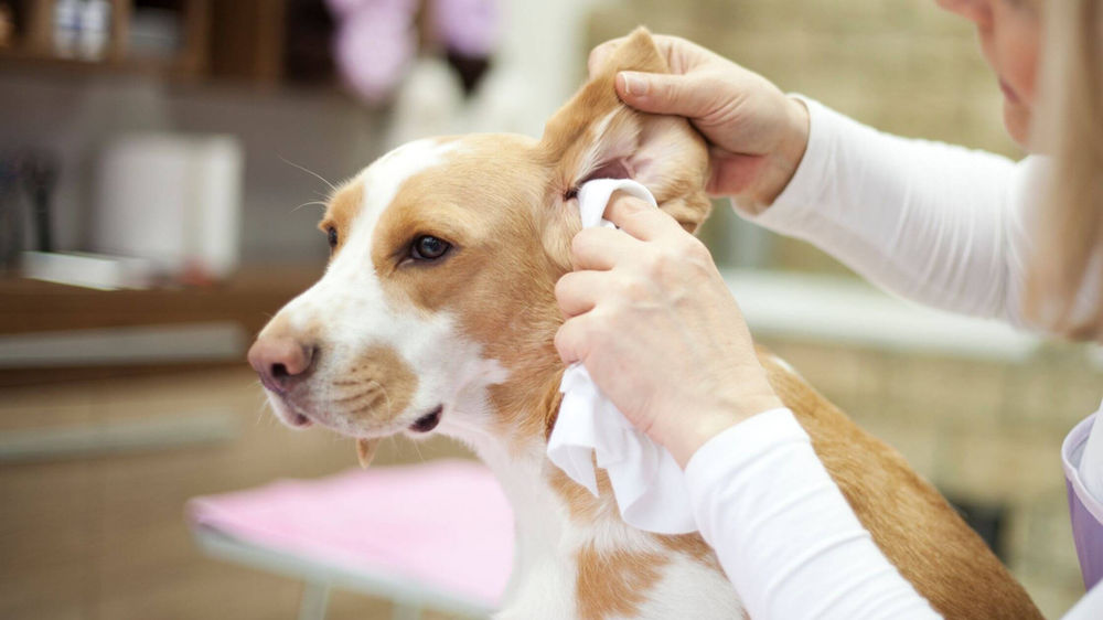 Understand Why Dog Ear Health Is So Important & How To Keep On Top Of It