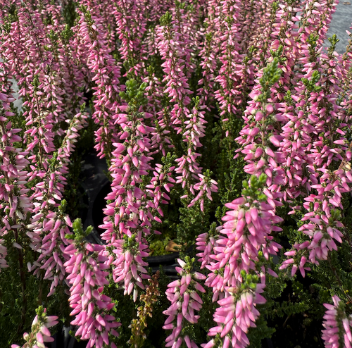 Heather 'Michelle' | Green River Nursery