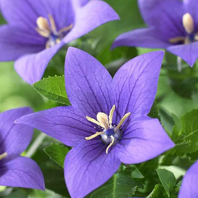 Dwarf Balloon Flower ‘Astra Blue’ | Green River Nursery