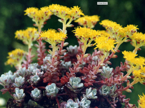 Pacific Stonecrop 'Carnea' | Green River Nursery