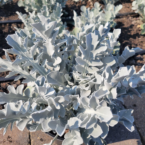 Snowflake Dusty Miller 'Silver Swirl' | Green River Nursery