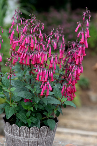 Cape Fuchsia 'Colorburst Rose' | Green River Nursery