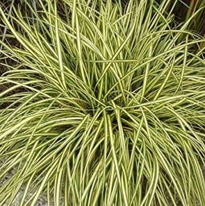 Golden Variegated Japanese Sedge ‘Evergold’ | Green River Nursery