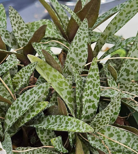 Silver Squill | Green River Nursery