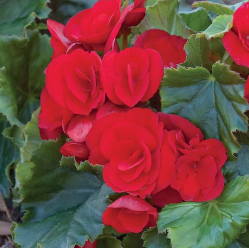 Begonia Rieger 'Pouline' (Red) | Green River Nursery
