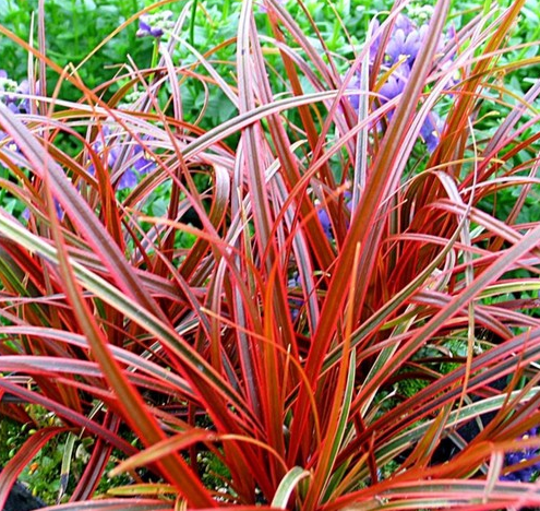 Red Hook Sedge 'Belinda's Find' | Green River Nursery