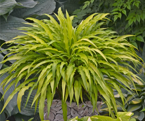 Hosta 'Curly Fries' | Green River Nursery
